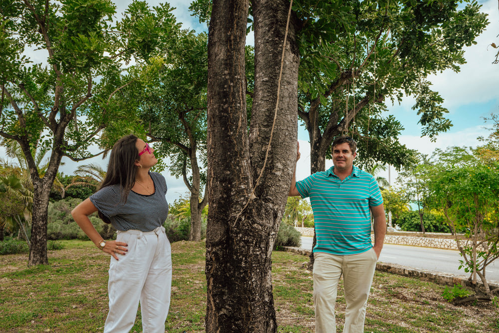 A tale of triumph — how a team saved Camana Bay's iconic sausage trees ...